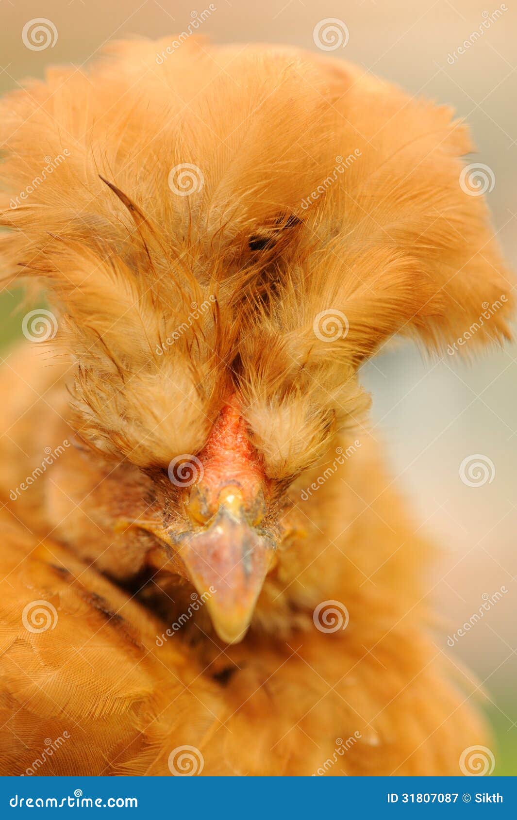 Grappige Kip Met rode kuif stock afbeelding. Image of dier - 31807087