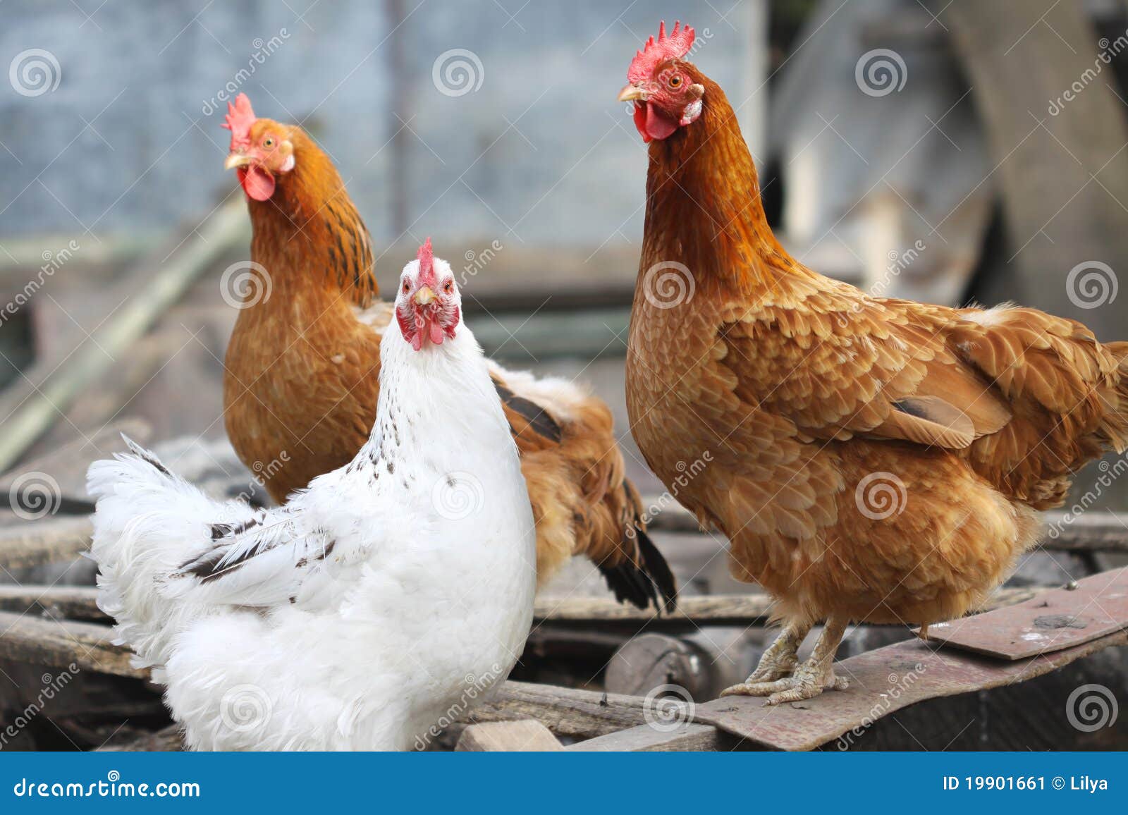 Grappige Kippen Op Boerenerf Stock Afbeelding - Image of rood, gevogelte: 19901661