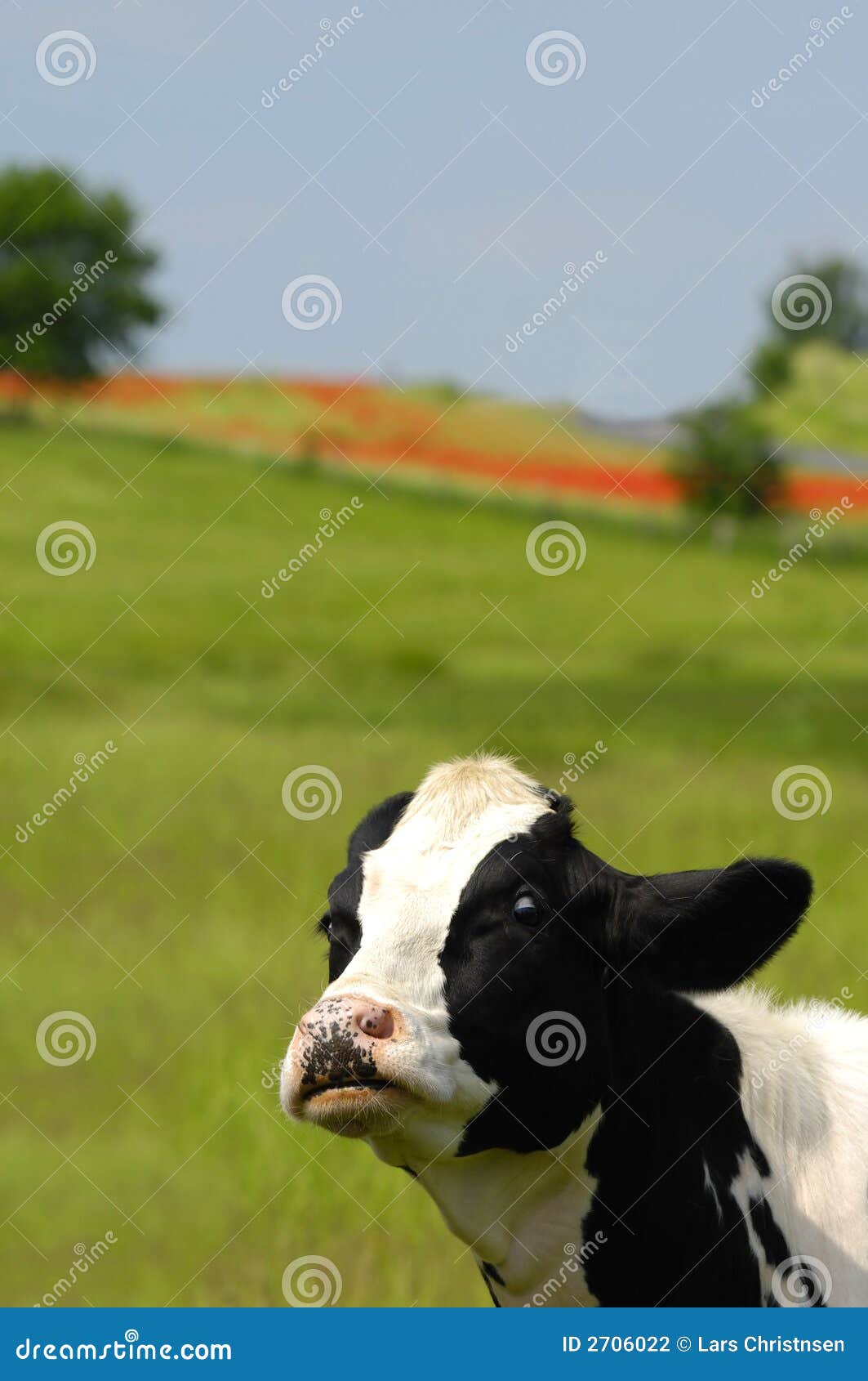 Grappige koe stock foto. Image of land, hoorn, tegen, gebied - 2706022