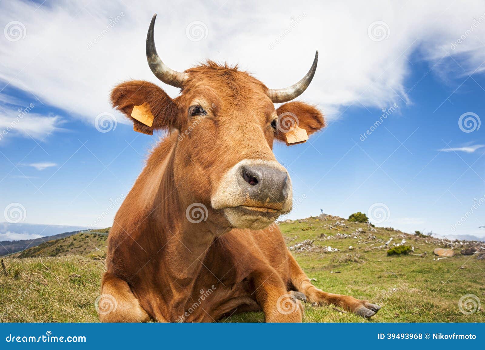 Grappige koe stock foto. Image of blauw, groen, nave - 39493968