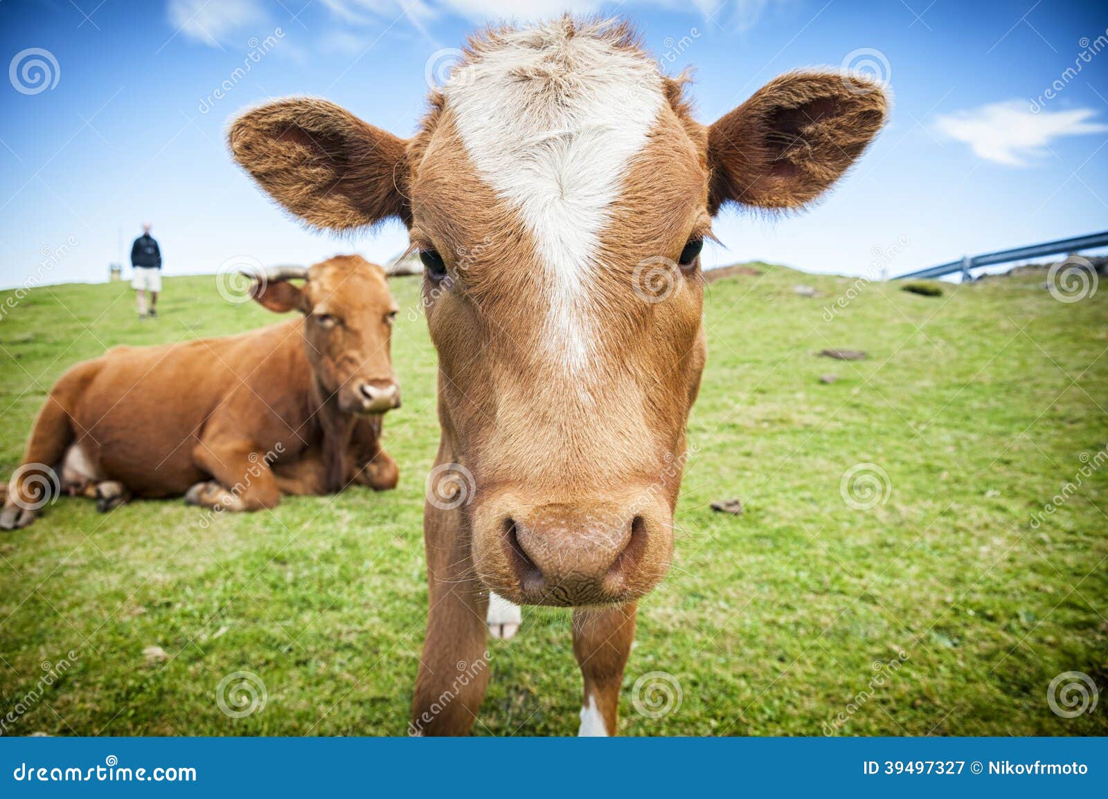 Grappige koe stock afbeelding. Image of blauw, landbouw - 39497327