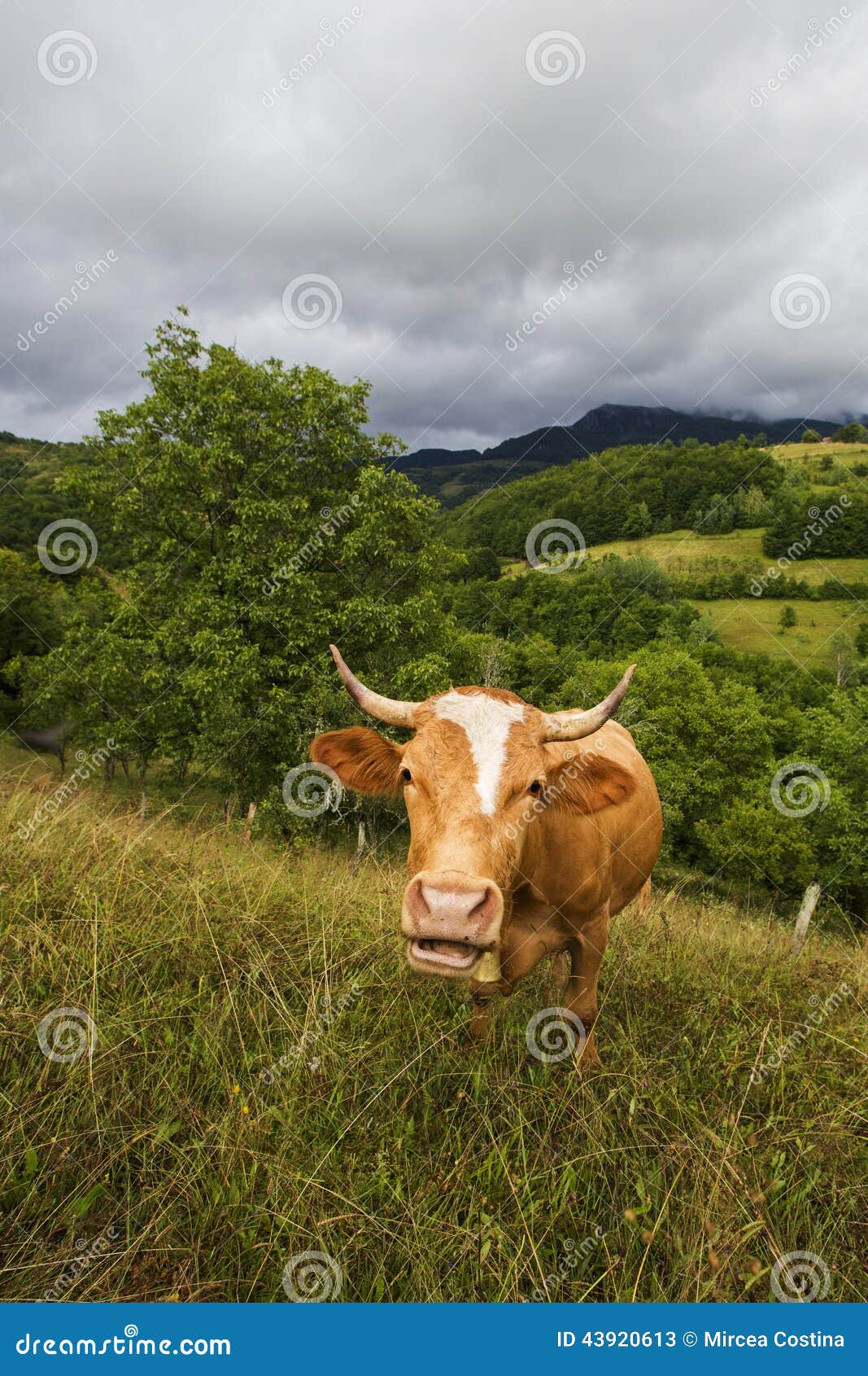 Grappige Koe stock afbeelding. Afbeelding bestaande uit oren - 43920613