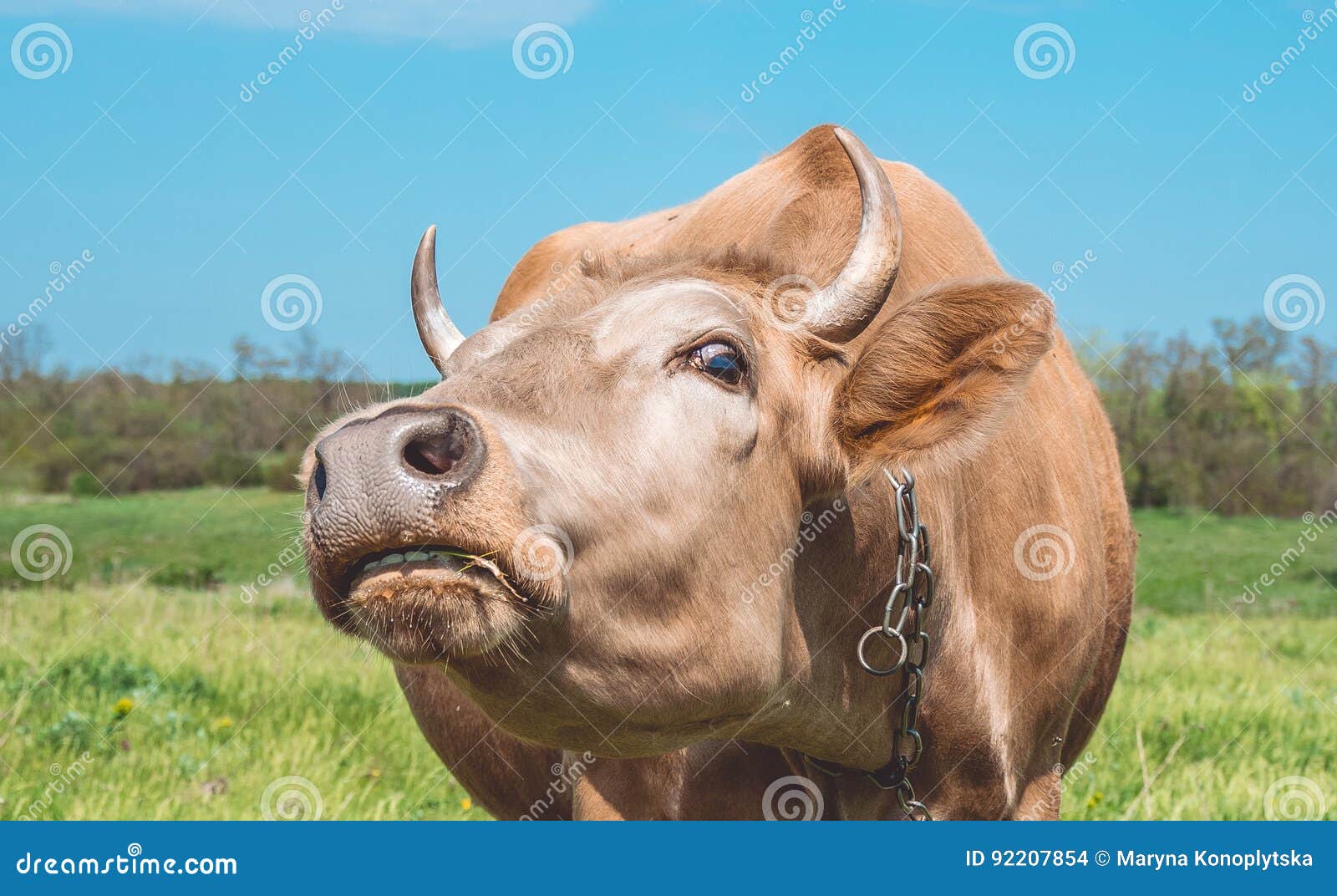 Grappige Koe in Het Weiland Dier in Europa Stock Foto - Image of buik ...