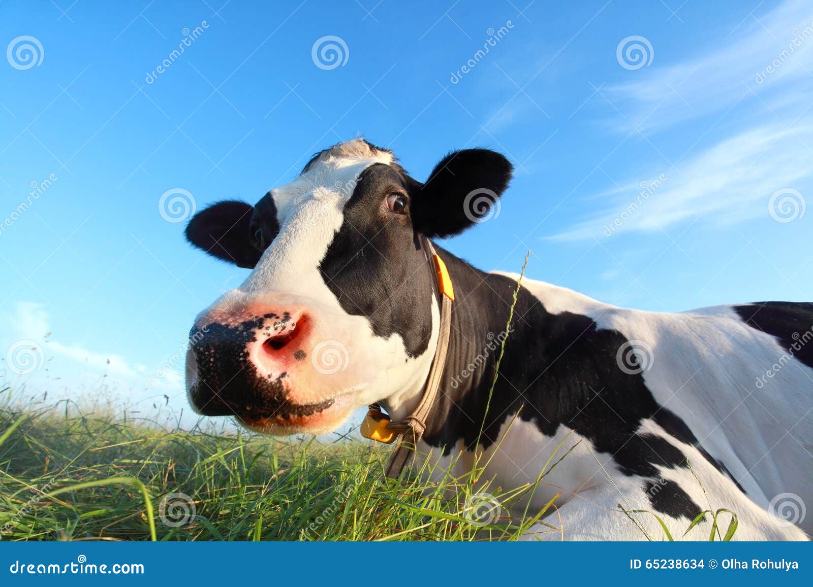 Grappige Koe Hoofd Dichte Omhooggaand Stock Foto - Image of holland ...