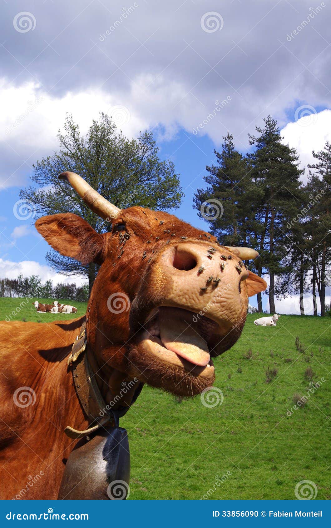 Grappige Koe Landelijke Scène Stock Foto - Image of uitdrukking ...