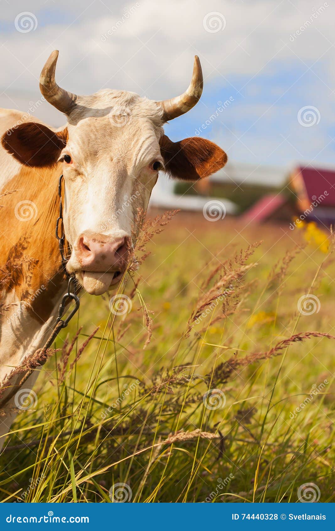 Grappige Koe Met Tong Die Uit Plakken Stock Foto - Image of klimaat ...