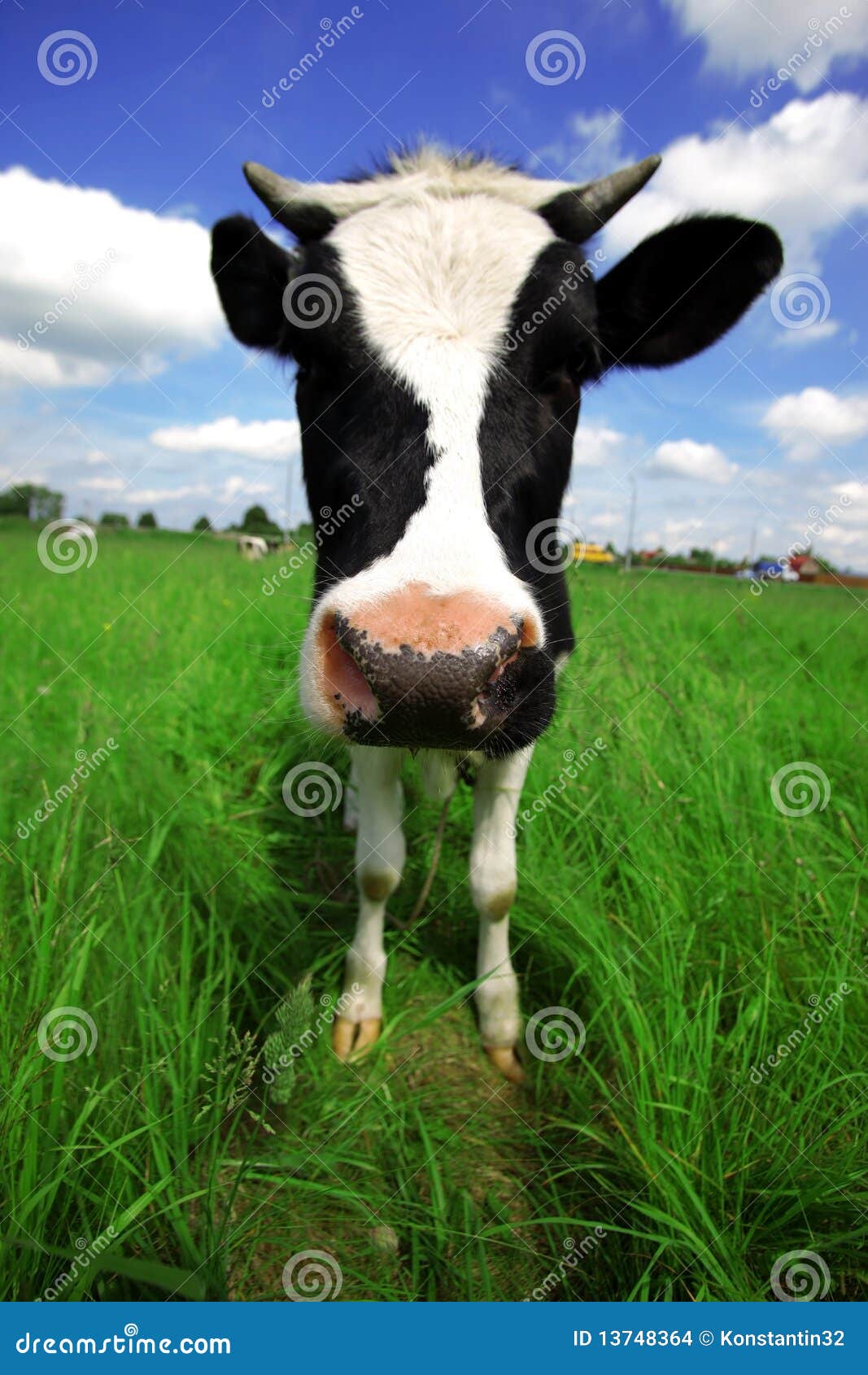 Grappige Koe Op Groen Gebied Stock Foto - Image of grappig ...