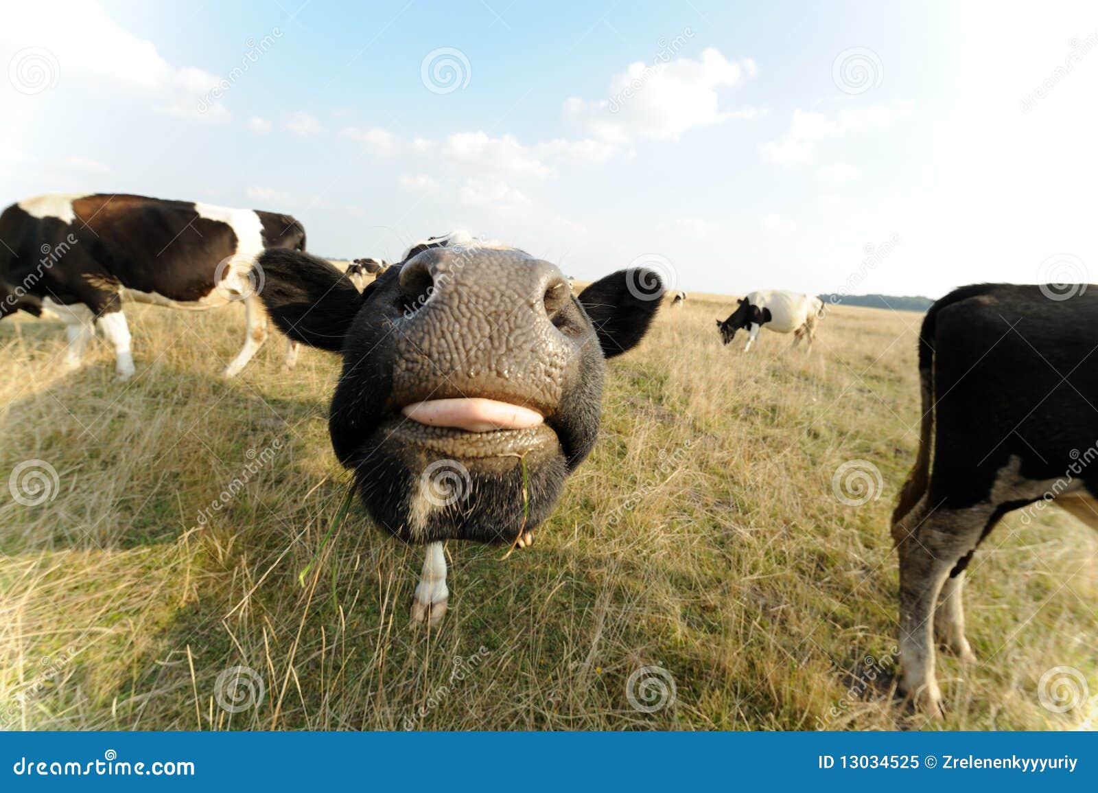 Grappige Koe Op Weide Met Gras Stock Afbeelding - Image of landbouw ...