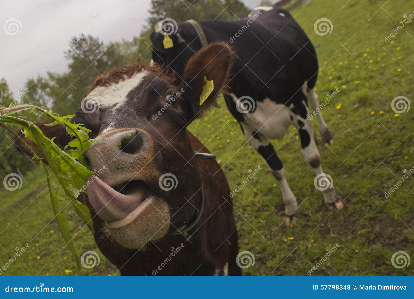 Grappige Koe Plakkende Tong Uit Stock Foto - Image of dieren, koeien ...