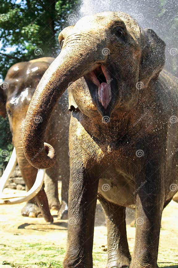 Grappige olifant stock afbeelding. Image of olifant, vrolijk - 2488015
