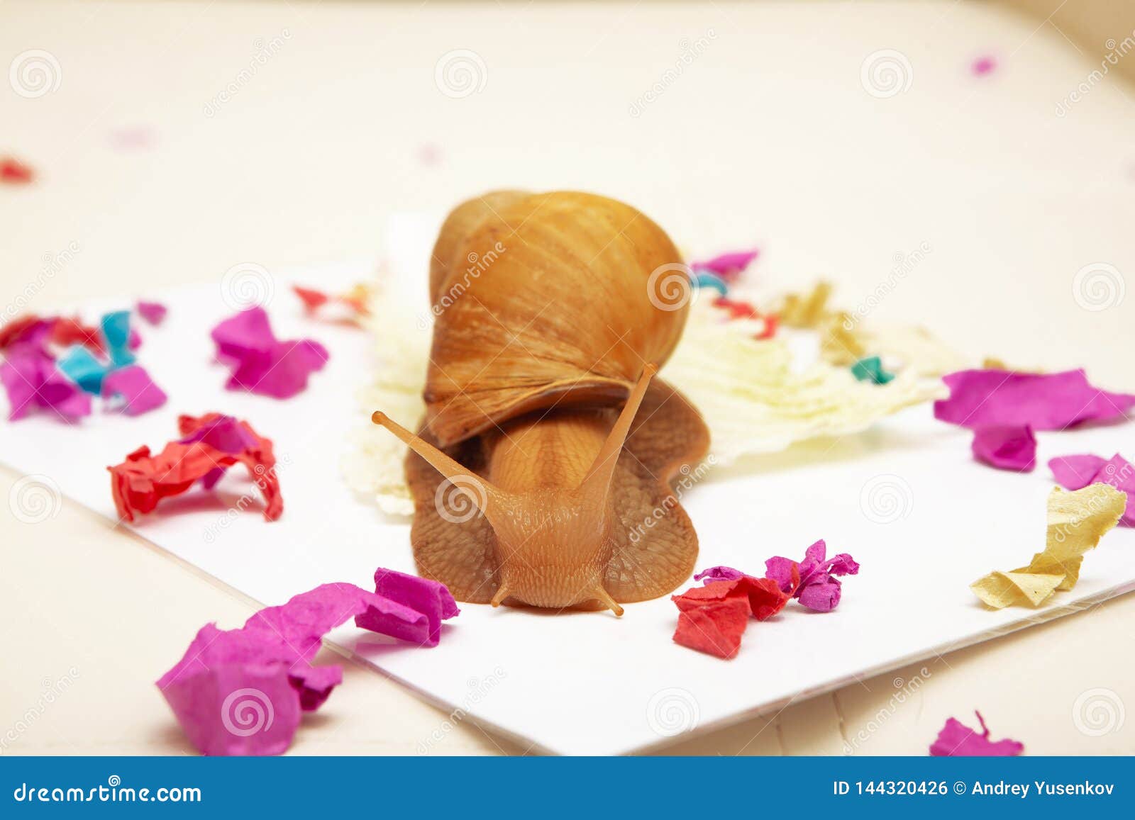 Grappige Reuze Afrikaanse Slak Achatina Stock Foto - Image of groen ...