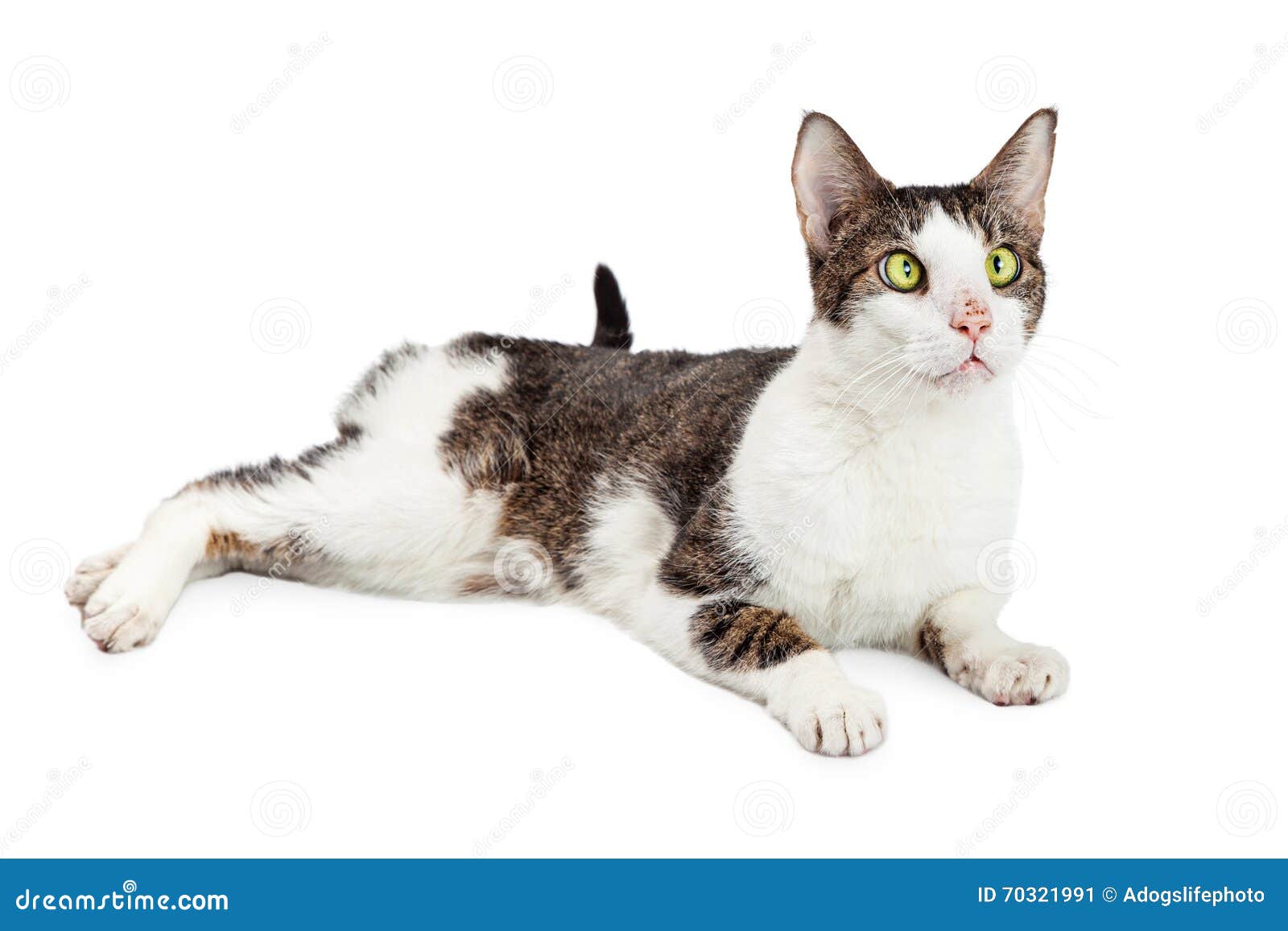 Grappige Schele Cat Over White Stock Afbeelding - Image of hoog, ogen ...