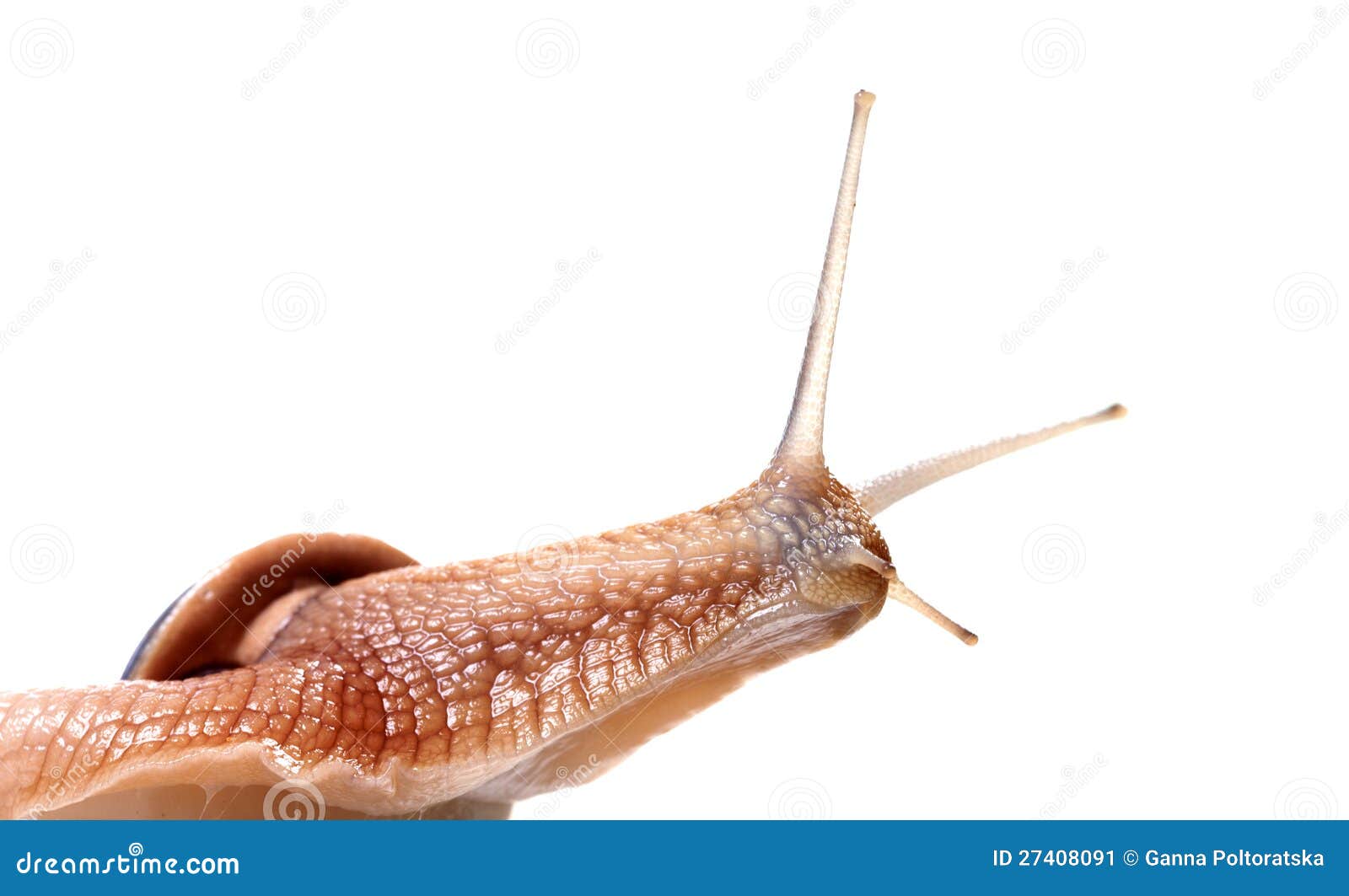 Grappige Slak Die Weg Eruit Ziet Stock Afbeelding - Image of grappig ...