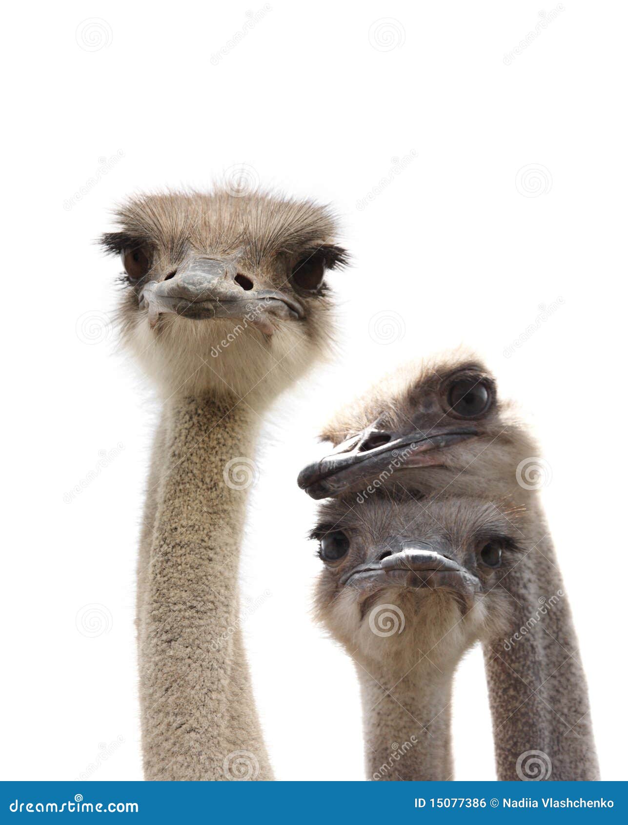 Grappige struisvogels stock foto. Image of harig, nieuwsgierigheid ...