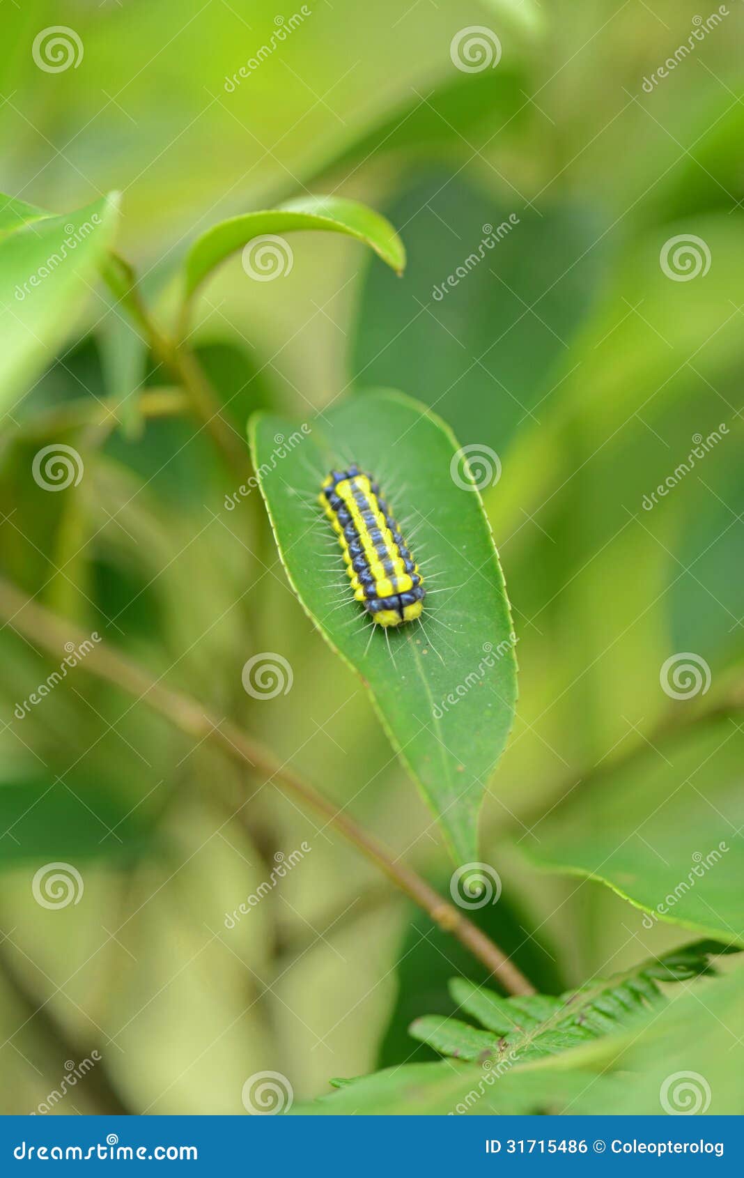 Grappige Tropische Rupsband Stock Foto - Image of installaties, dieren ...