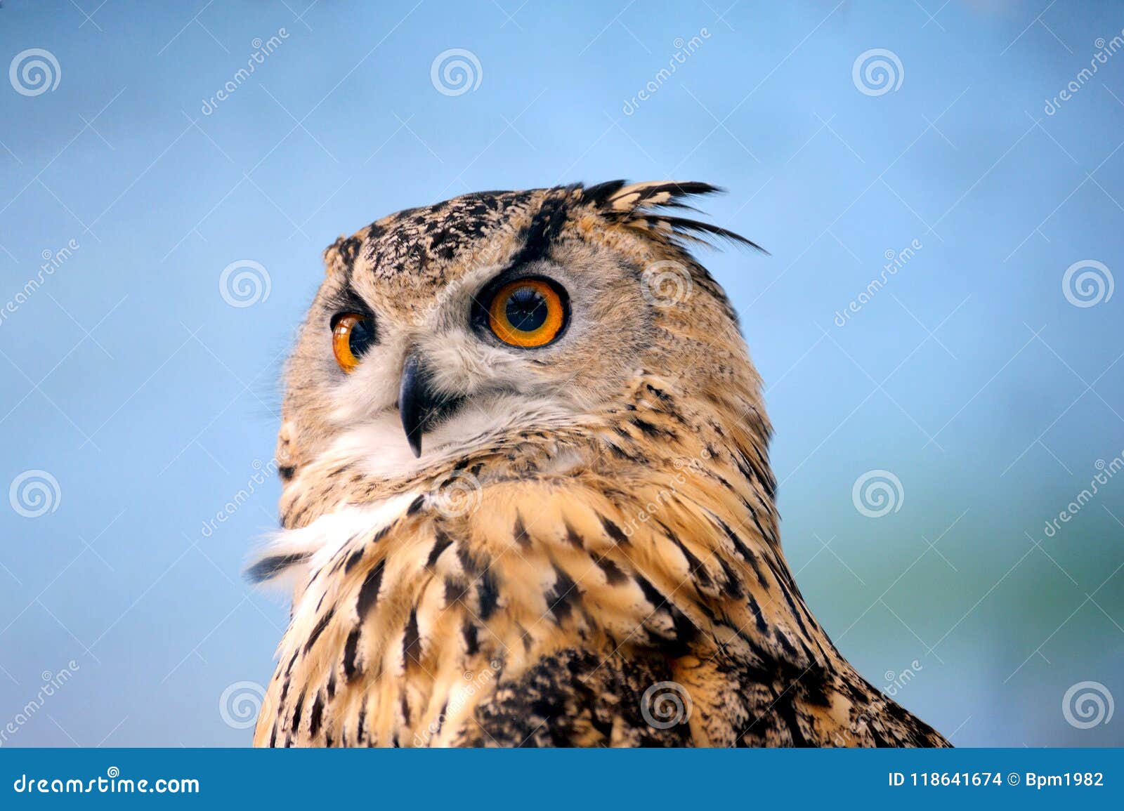 Grappige Uil Dichte Omhooggaand Stock Foto - Image of dier, hoofd ...