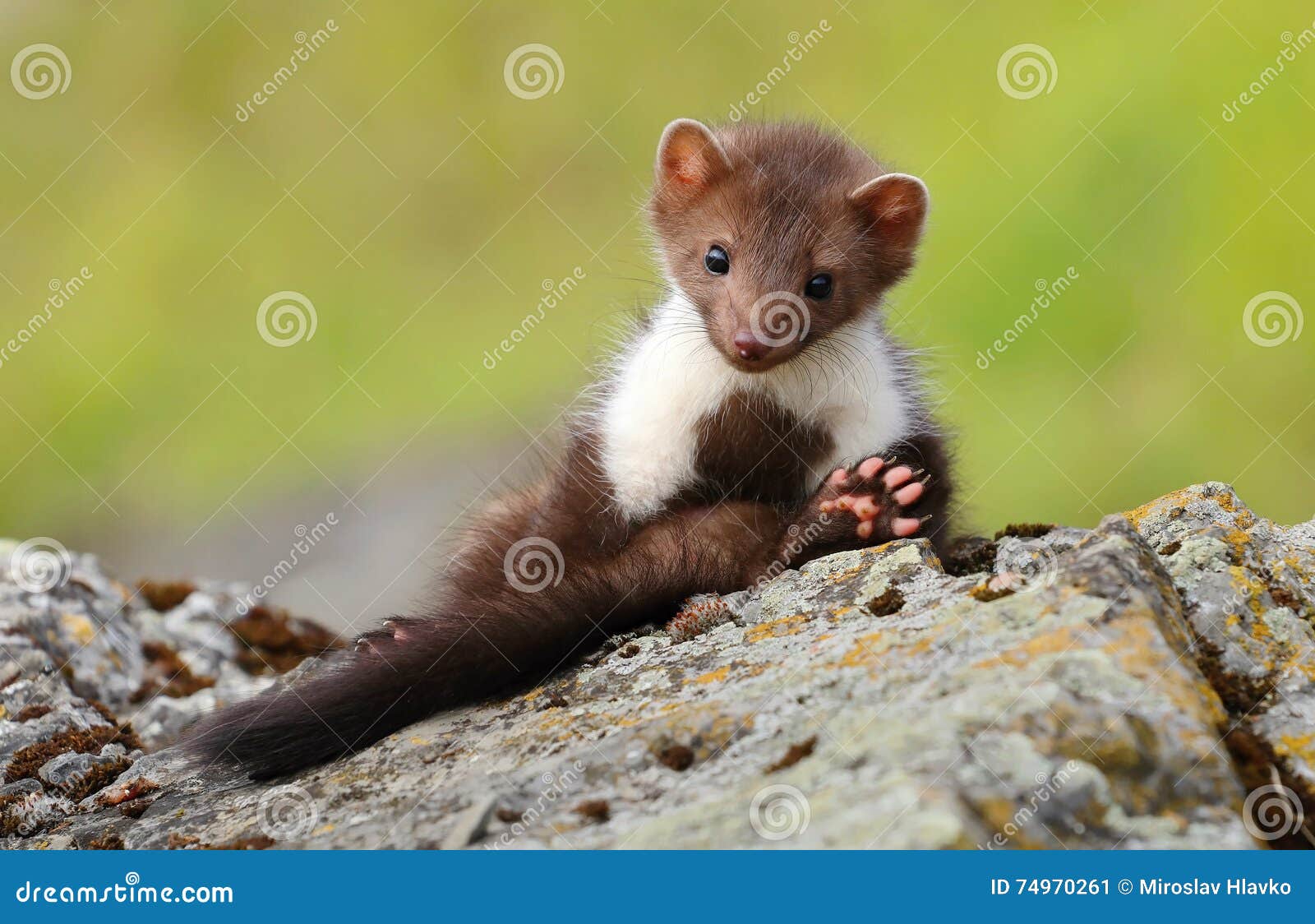 Grappige wilde marter stock afbeelding. Image of klein - 74970261