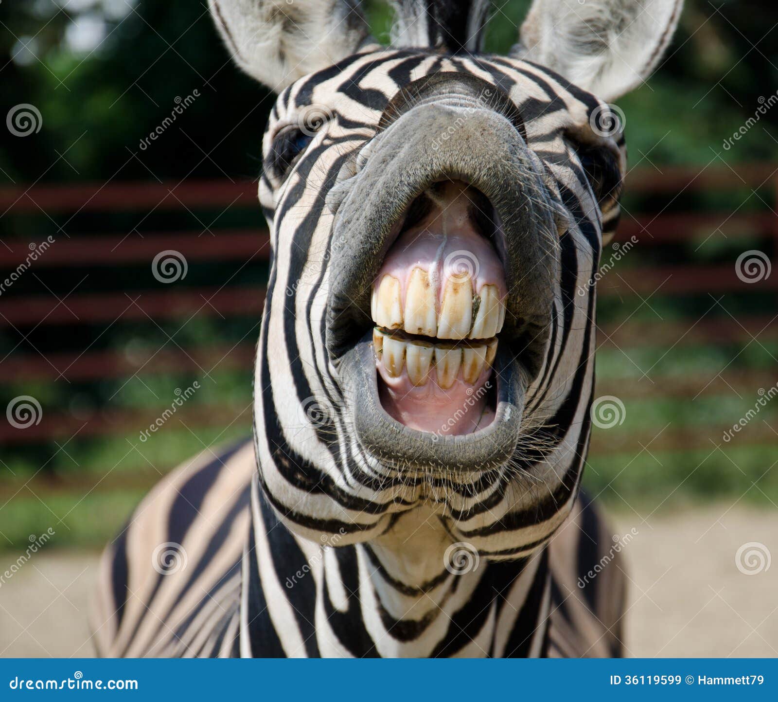 Grappige zebra stock afbeelding. Image of mond, dier - 36119599