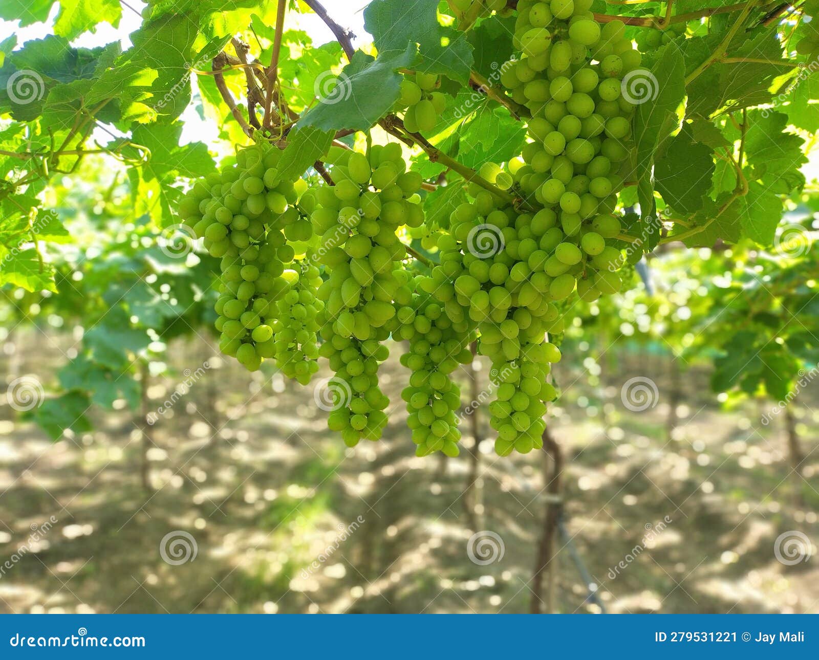 Grapps Photos stock image. Image of berry, garden, green - 279531221