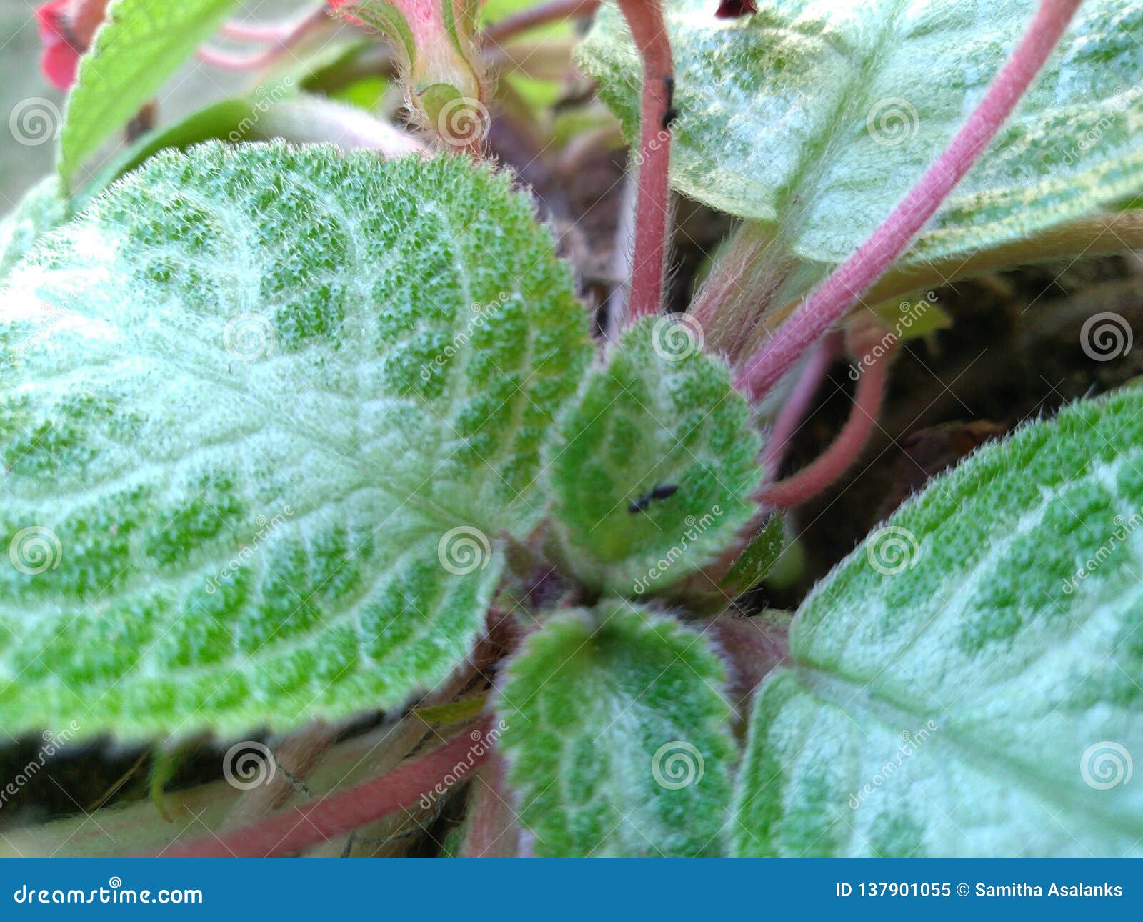 Graps Beauty Stock Photos - Free & Royalty-Free Stock Photos from ...