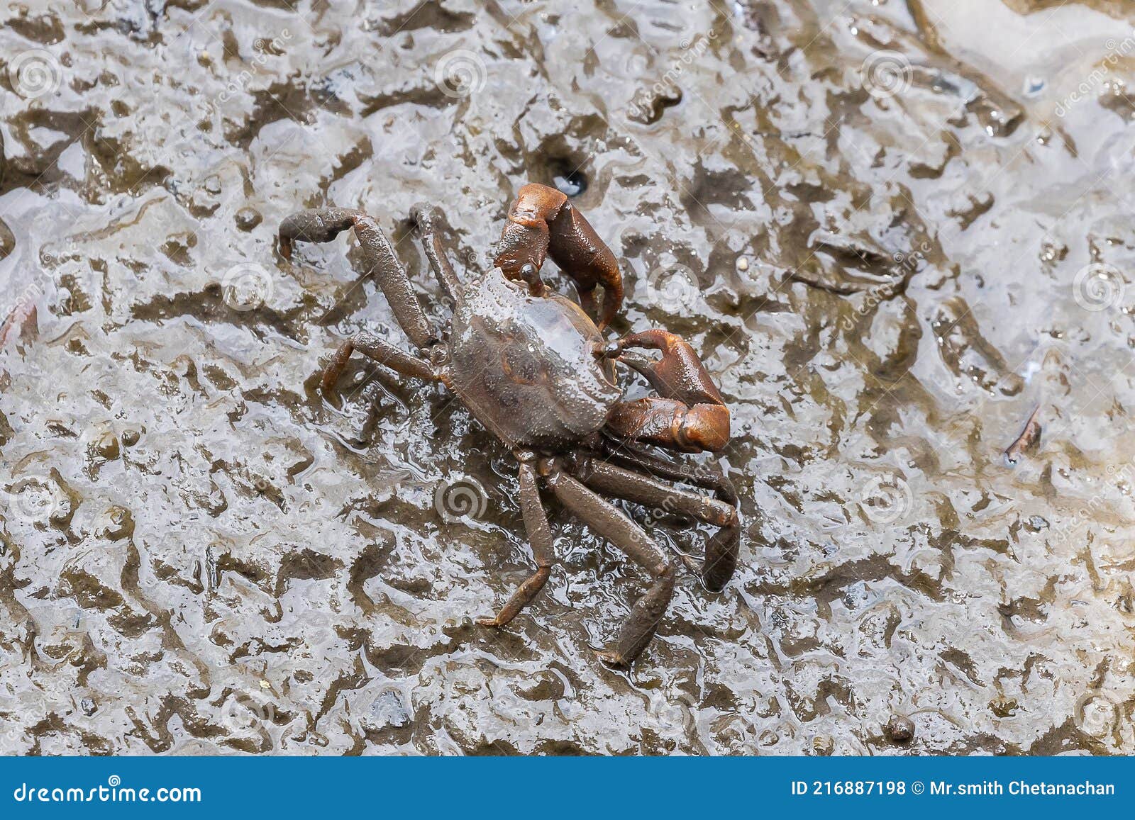 Grapsidae Metaplax Crab stock photo. Image of claw, grapsidae - 216887198