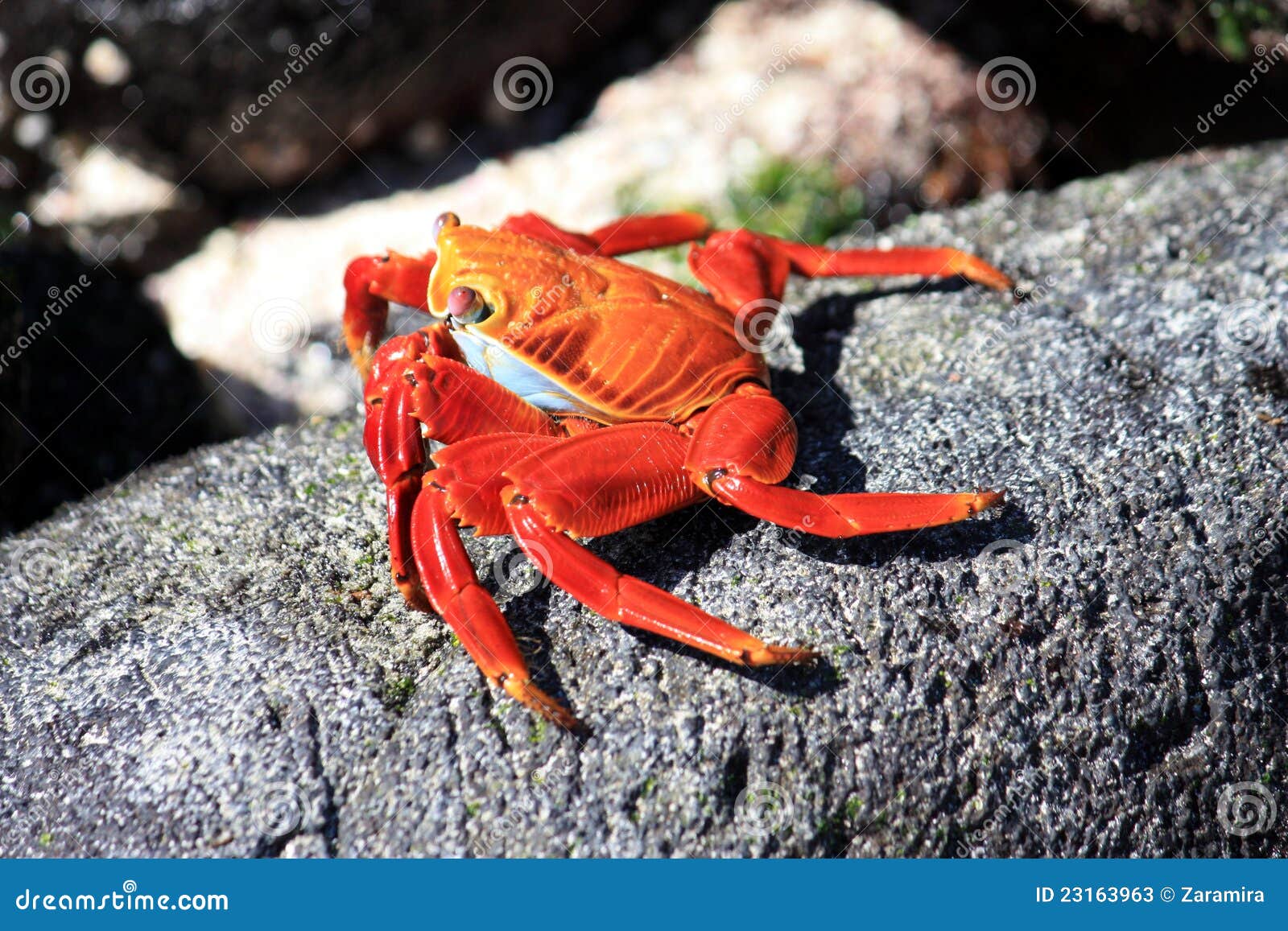 Grapsus grapsus stock image. Image of america, animal - 23163963