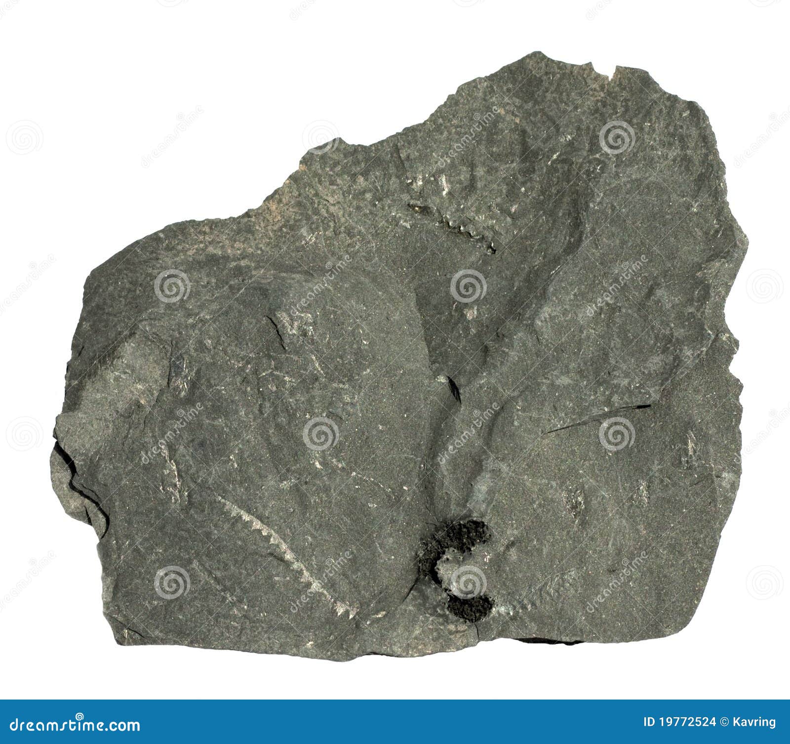 Graptolite stock photo. Image of ordovician, schist, fossils - 19772524