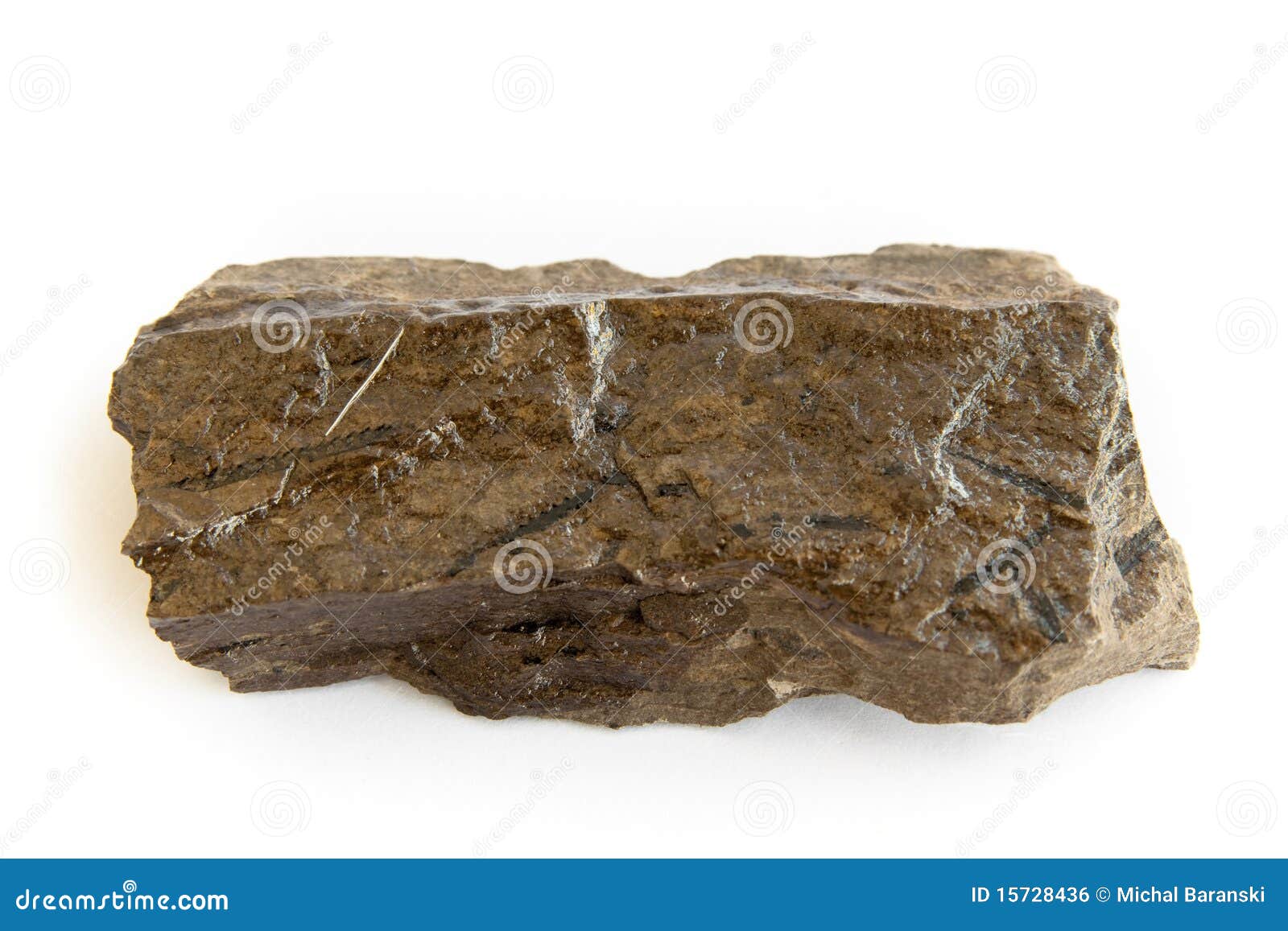 Graptolite - monograptus stock photo. Image of ordovicius - 15728436