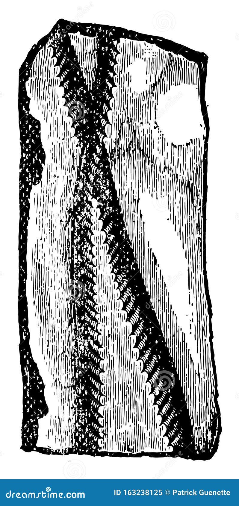 Graptolites Cartoons, Illustrations & Vector Stock Images - 9 Pictures ...