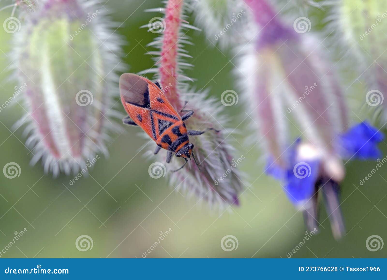 Graptostethus Servus, Crete Stock Photo - Image of beautiful, nature ...