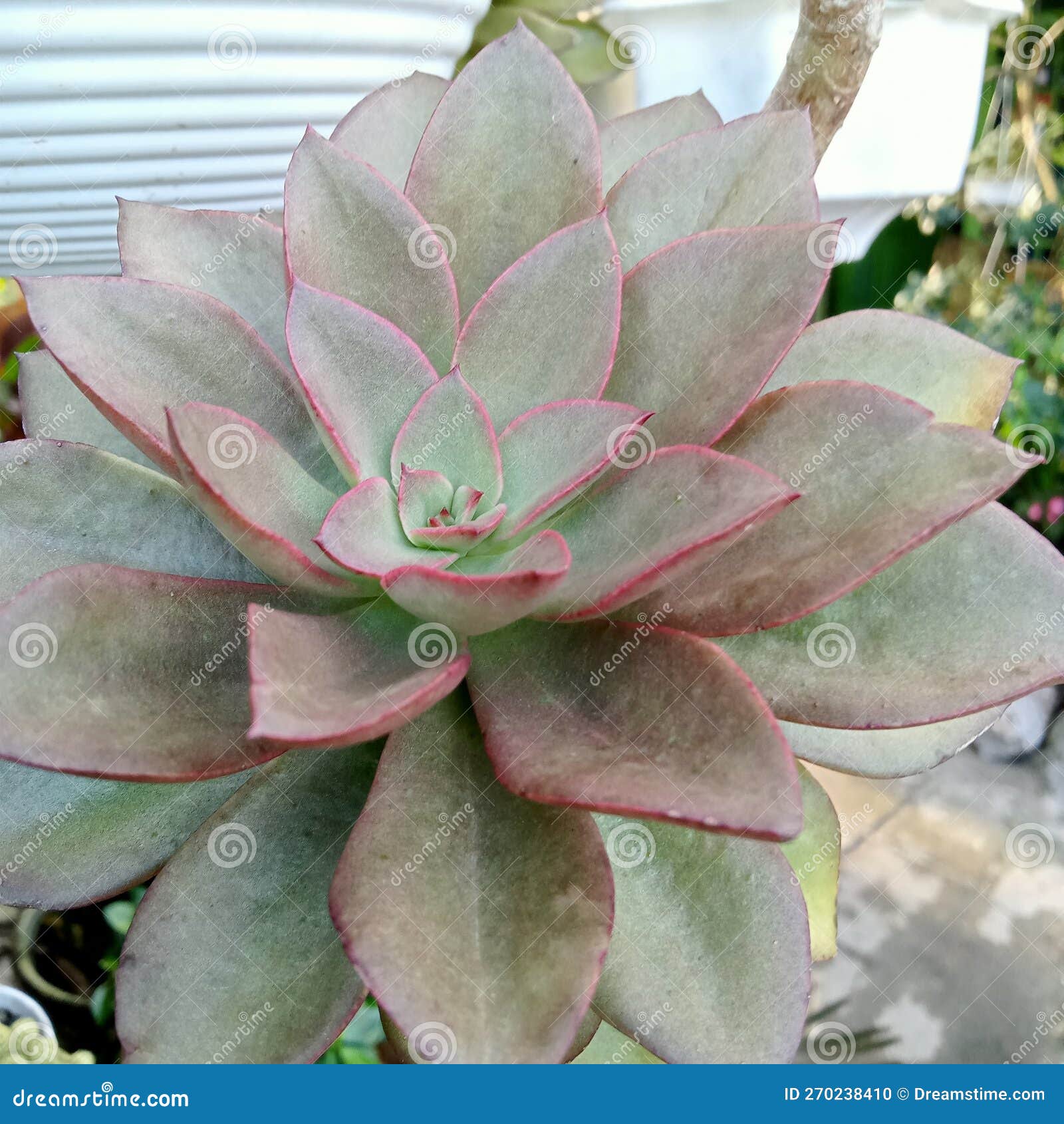 Graptoveria & X27;Fred Ives& X27; Stock Photo - Image of graptoveria ...