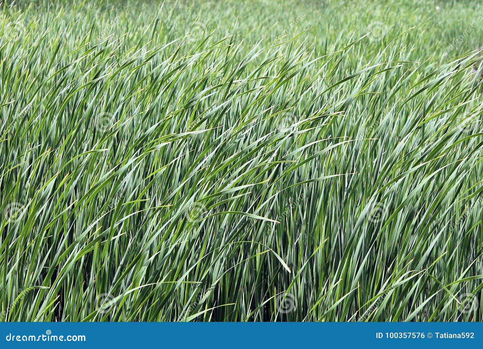 Gras stockfoto. Bild von wildnis, feld, sommer, landwirtschaft - 100357576