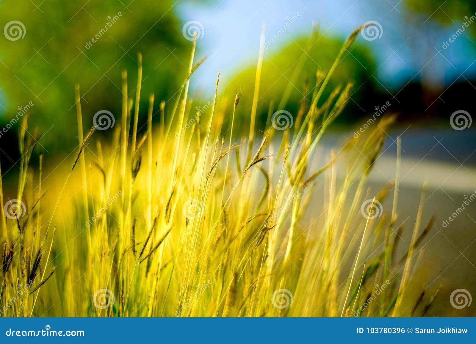 Gras stockfoto. Bild von winter, wiese, wiesen, gras - 103780396