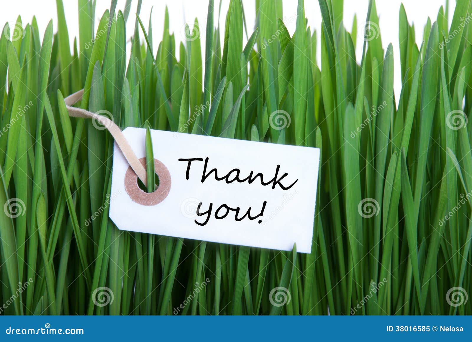 Gras Background with Thank You Stock Image - Image of express, green ...