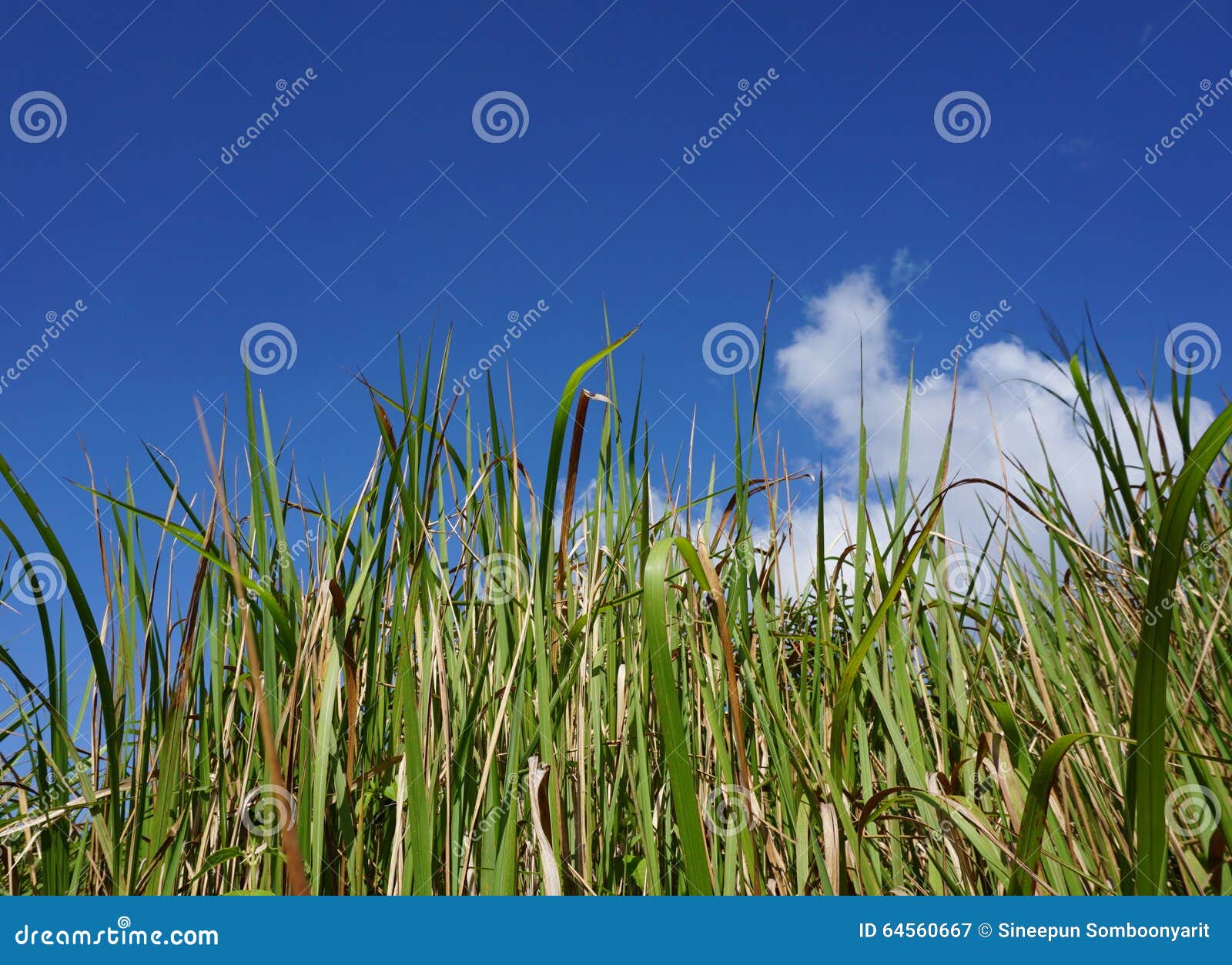 Gras in de weide stock afbeelding. Image of hemel, weide - 64560667