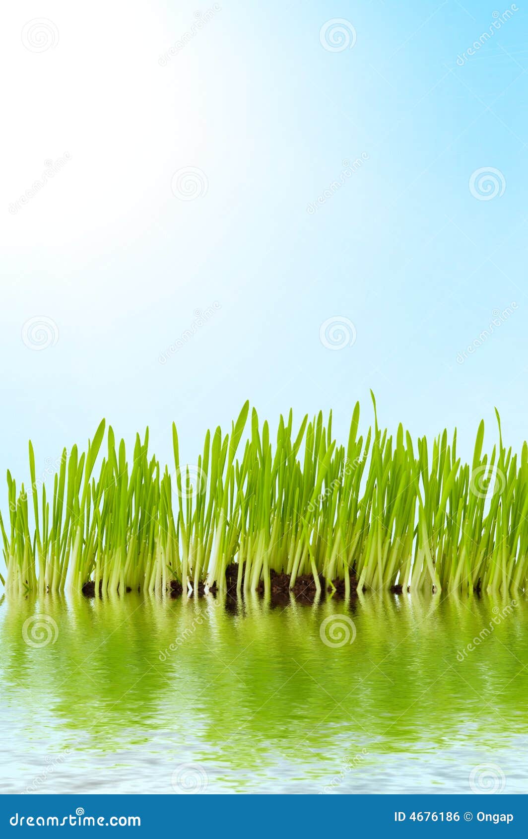 Gras en water stock foto. Image of water, gras, groei - 4676186