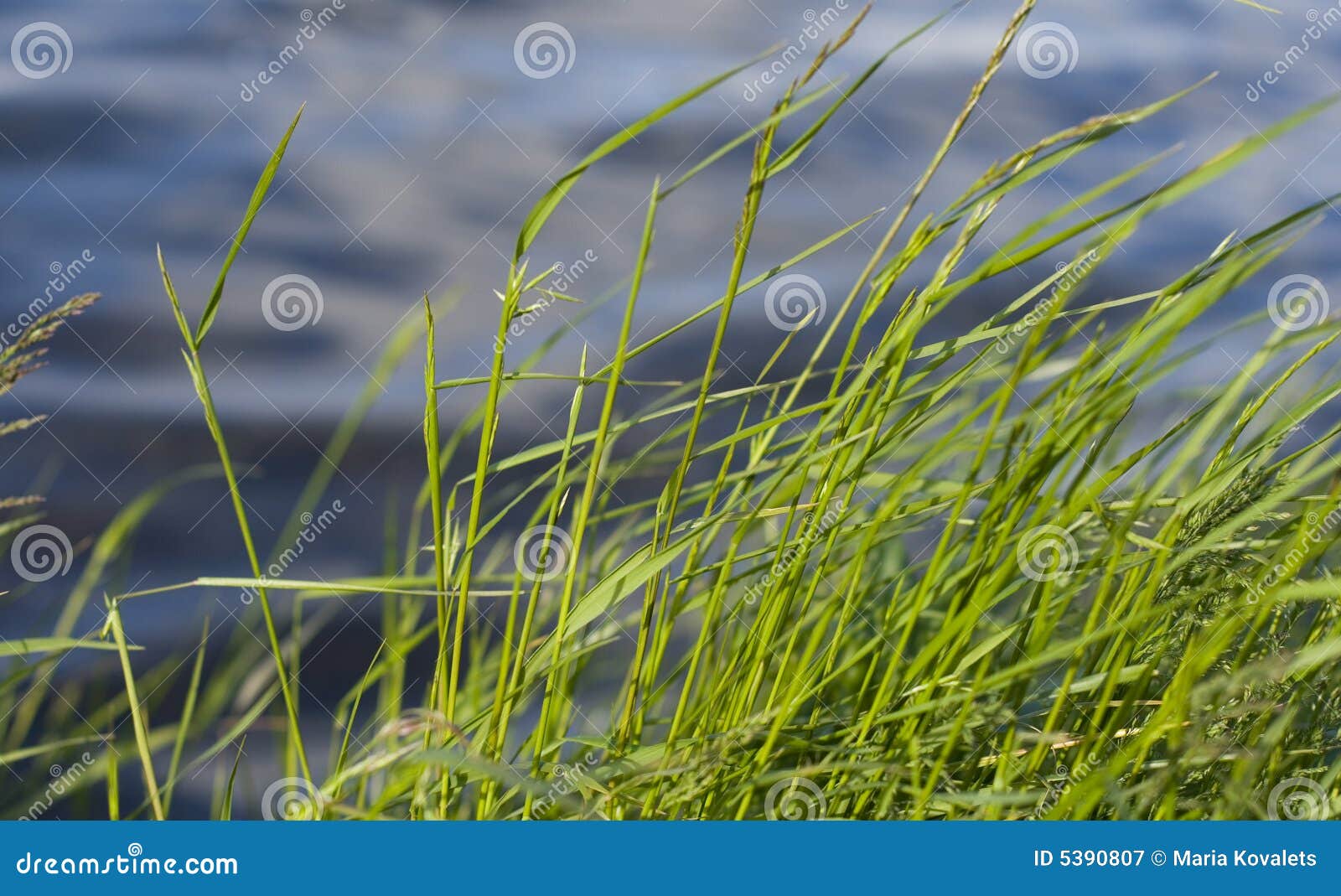 Gras en water stock afbeelding. Image of park, milieu - 5390807