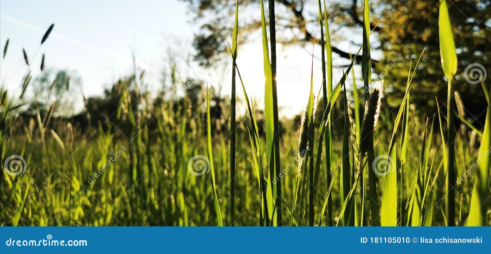 Gras field in the sun stock photo. Image of leaf, branch - 181105010