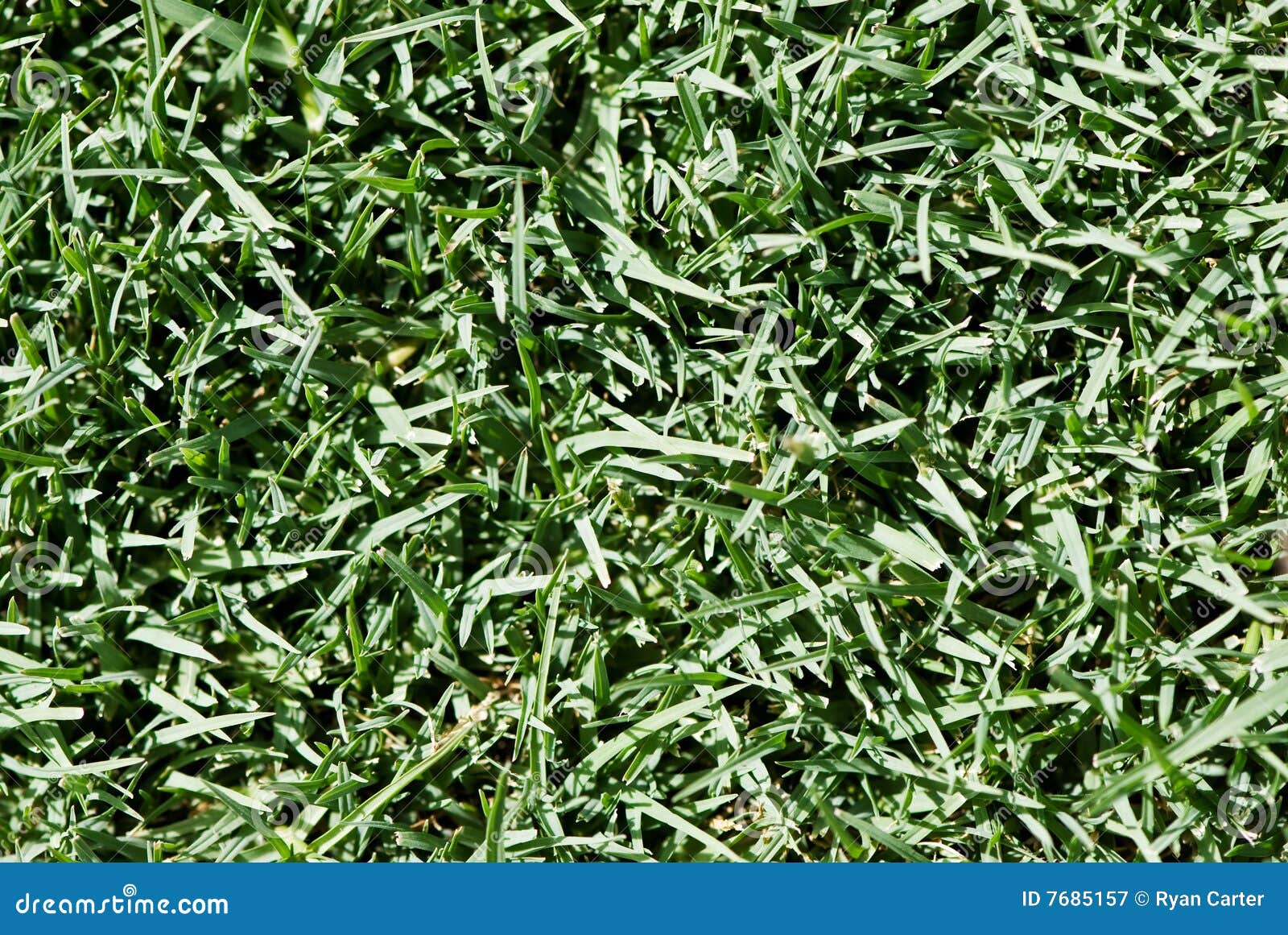 Gras/Gazon stock afbeelding. Image of golf, lente, textuur - 7685157