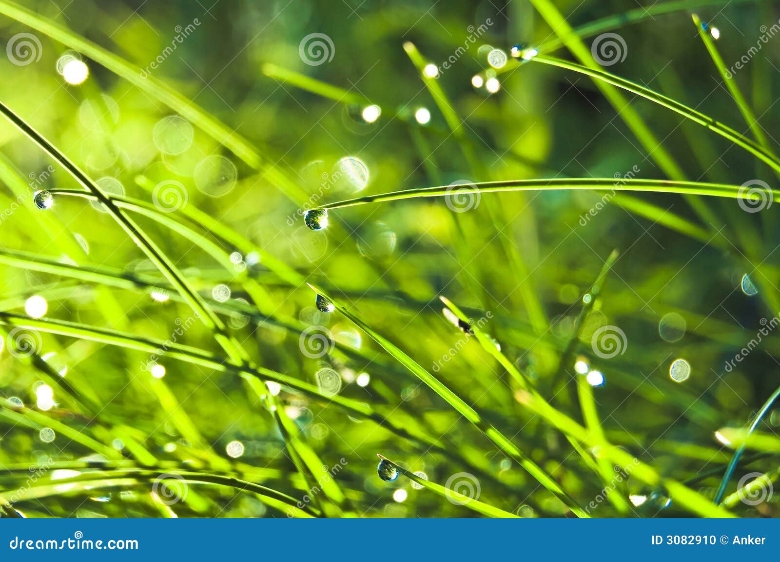 Gras met dauw stock foto. Image of ontdoen, gebied, kruid - 3082910