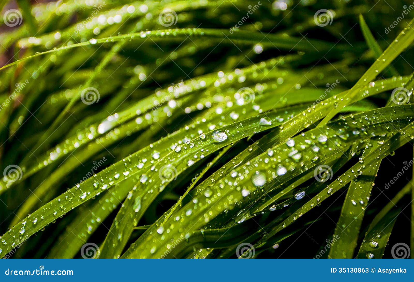 Gras met dauw stock afbeelding. Image of regen, milieu - 35130863