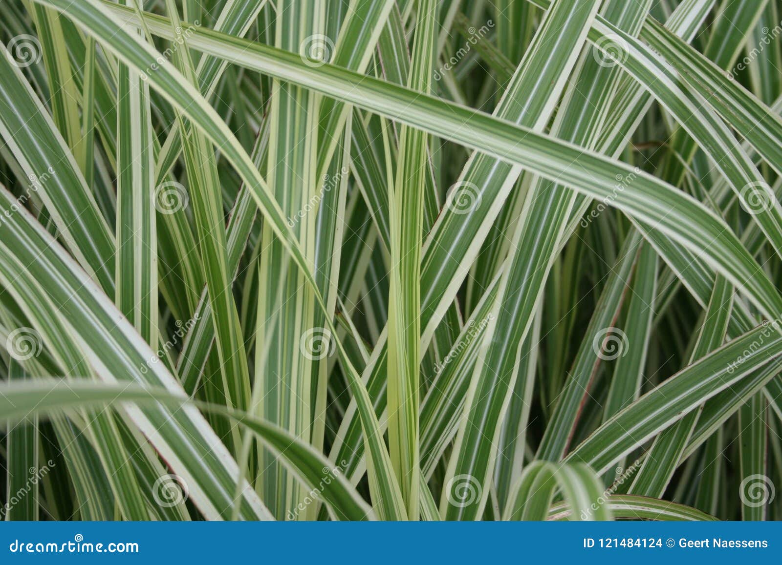 Gras Met Groene En Witte Strepen Stock Foto - Image of grassen ...
