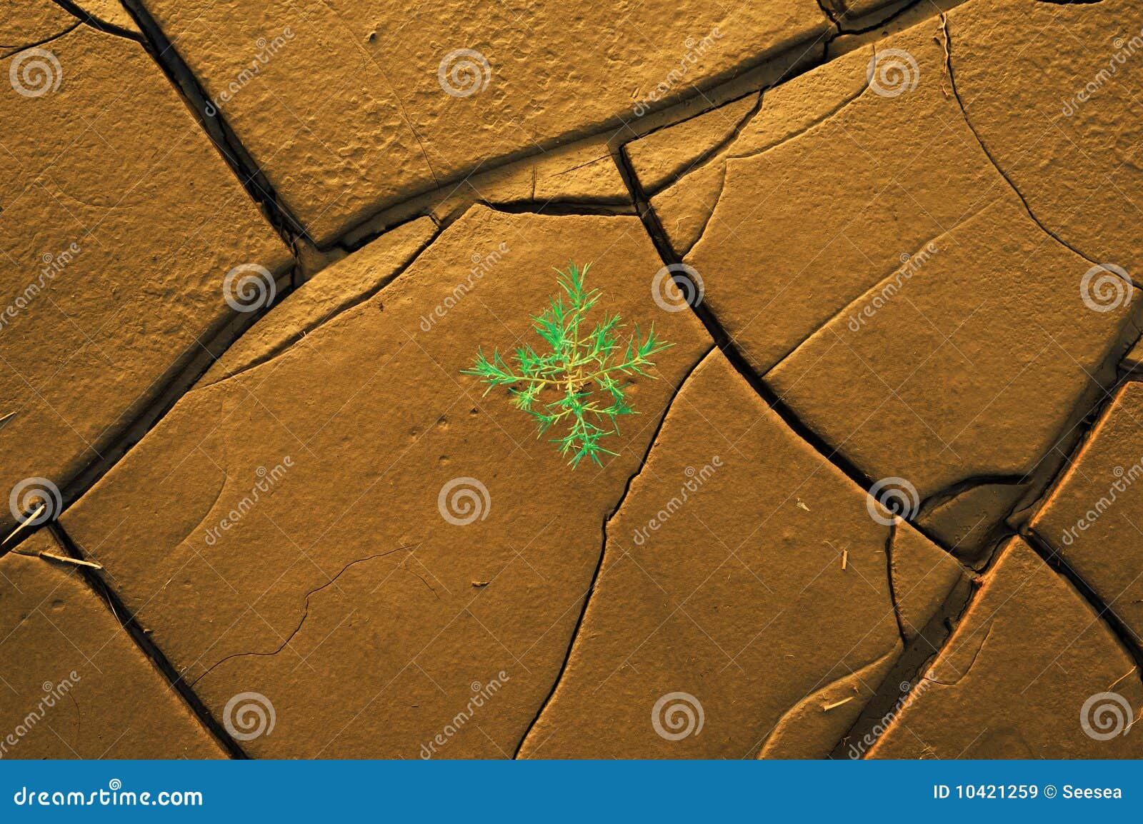 Gras op droge grond stock afbeelding. Image of bruin - 10421259