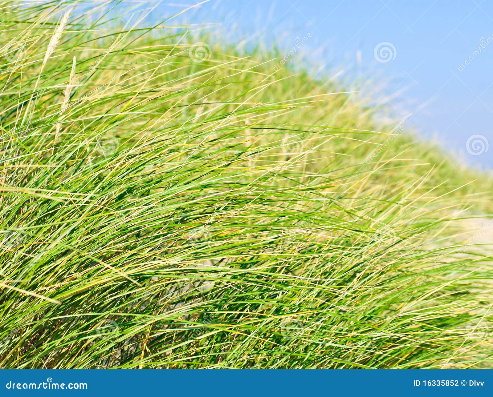 Gras op het strand stock foto. Image of hemel, horizontaal - 16335852