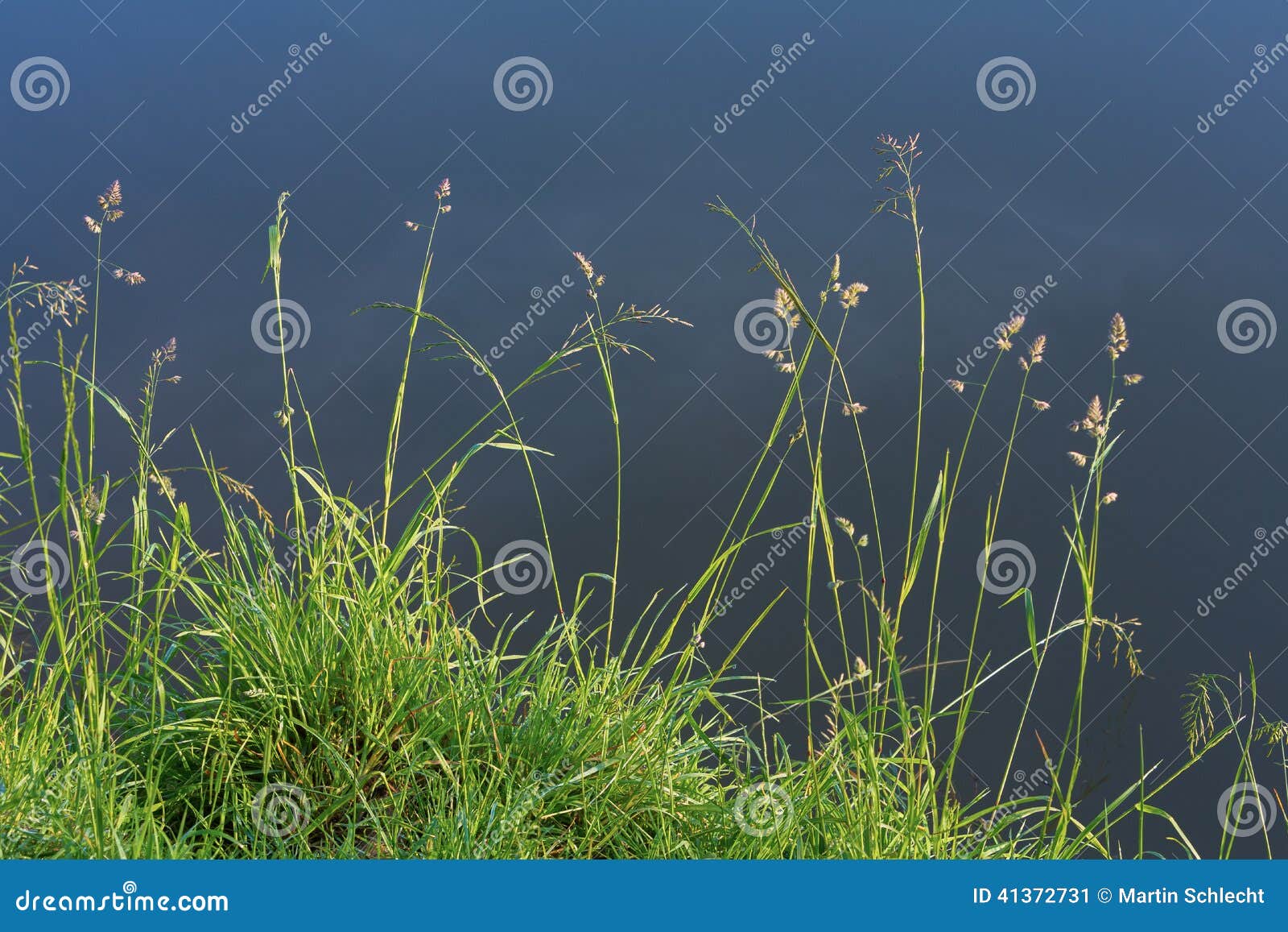 Gras stock image. Image of growth, freshness, color, field - 41372731