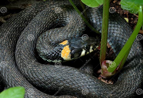 Gras-slang stock foto. Image of spiraal, installatie - 11603892