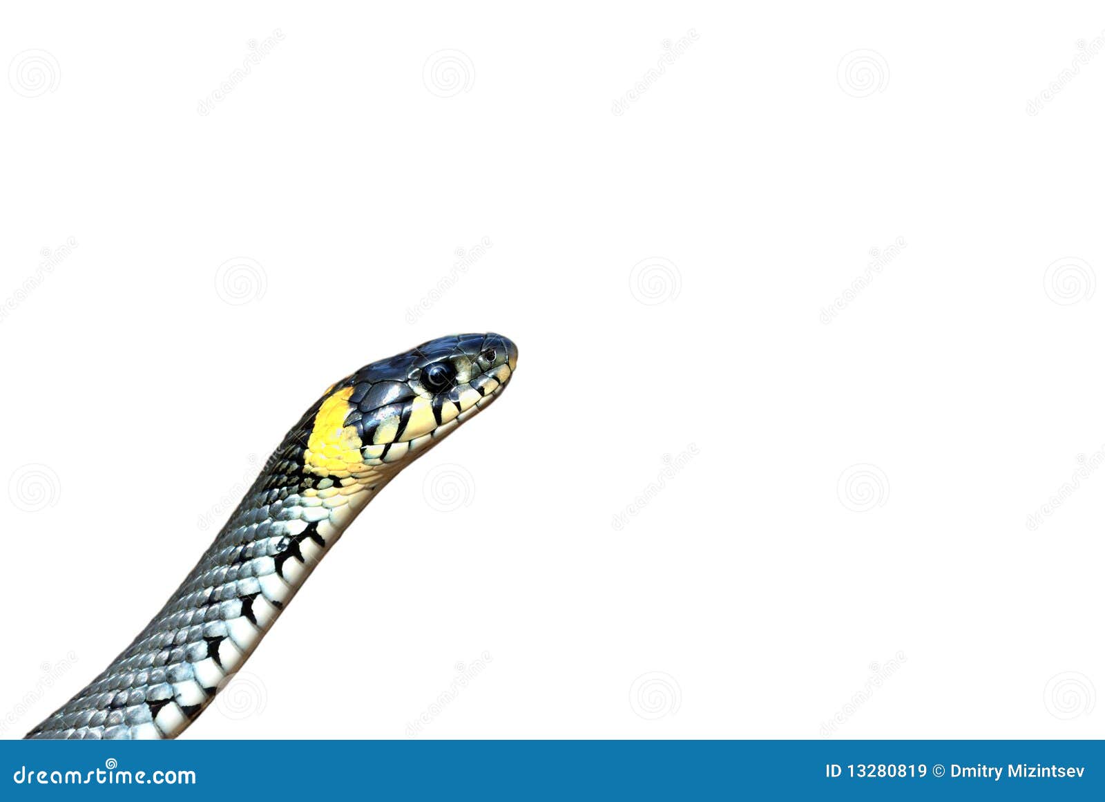 Gras-slang stock afbeelding. Image of seizoen, gevaar - 13280819