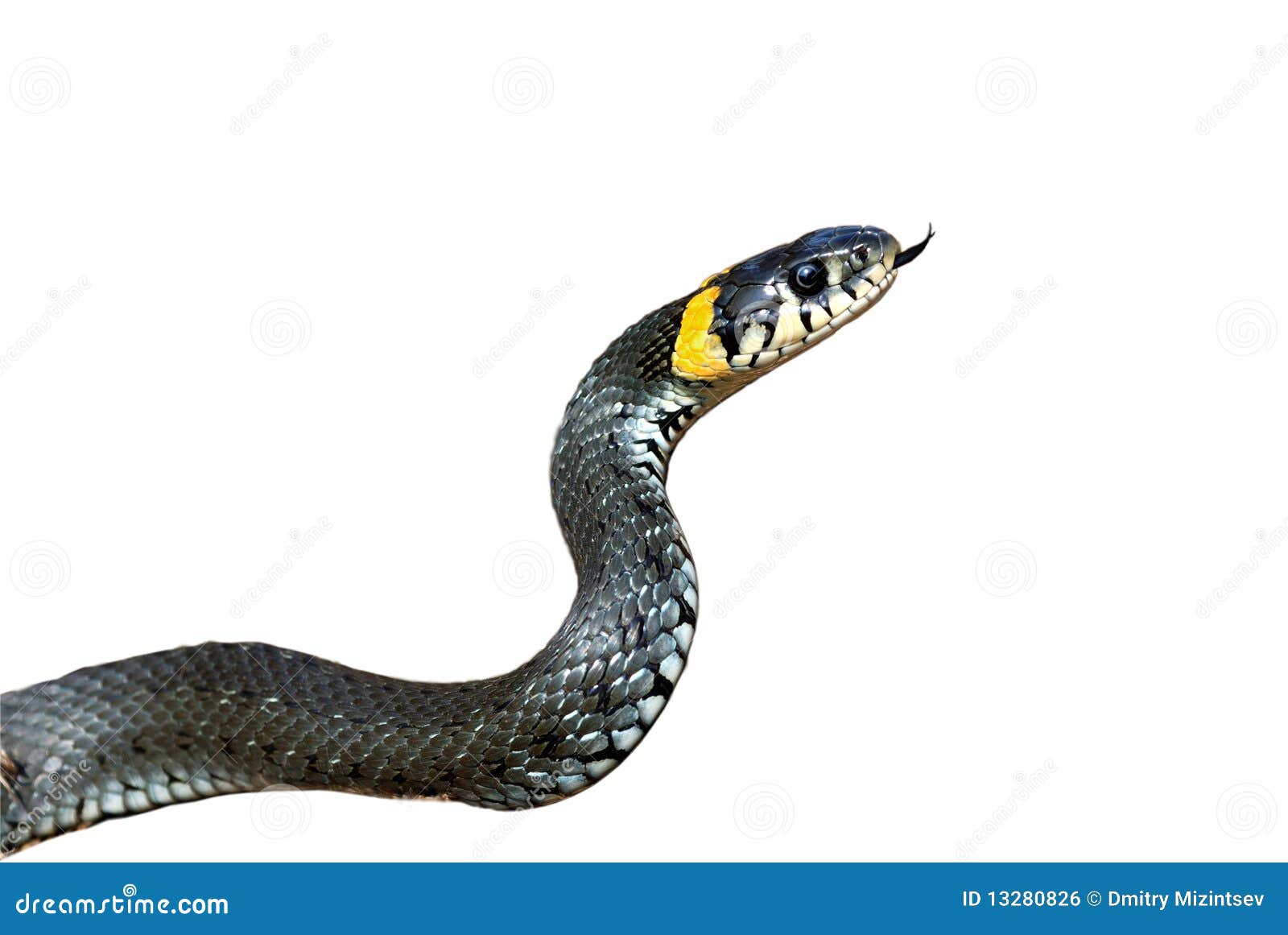 Gras-slang stock foto. Image of hoofd, reptiel, dieren - 13280826