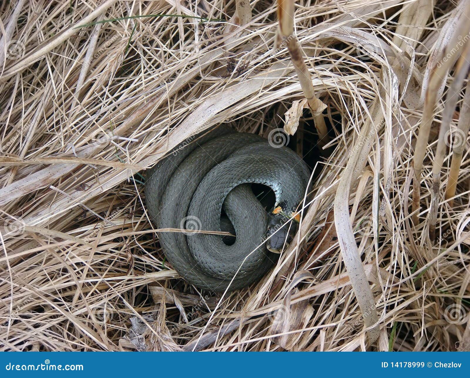 Gras-slang stock afbeelding. Image of gras, klein, schaal - 14178999