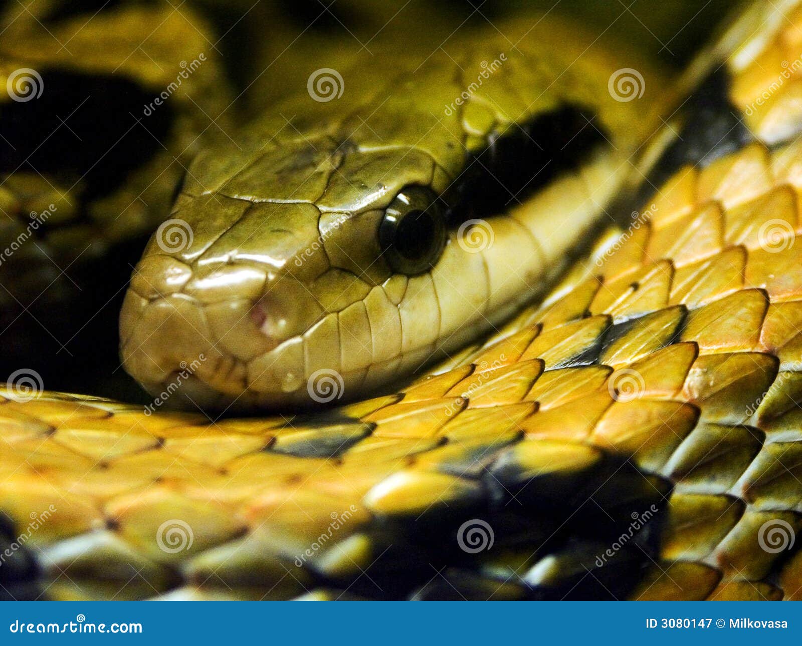 Gras-slang stock afbeelding. Image of slang, dier, mening - 3080147